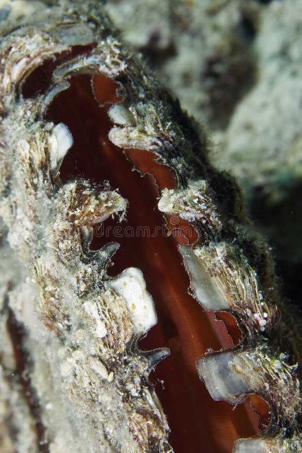 Ostra de perla foto de archivo. Imagen de perla, marina - 19183954