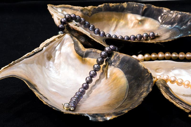 770 Ostra De Perla En La Arena Fotos - Libres de Derechos y Gratuitas ...