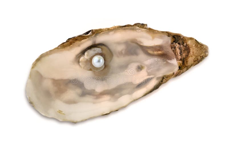 Ostra de perla imagen de archivo. Imagen de ostra, gotas - 16459273