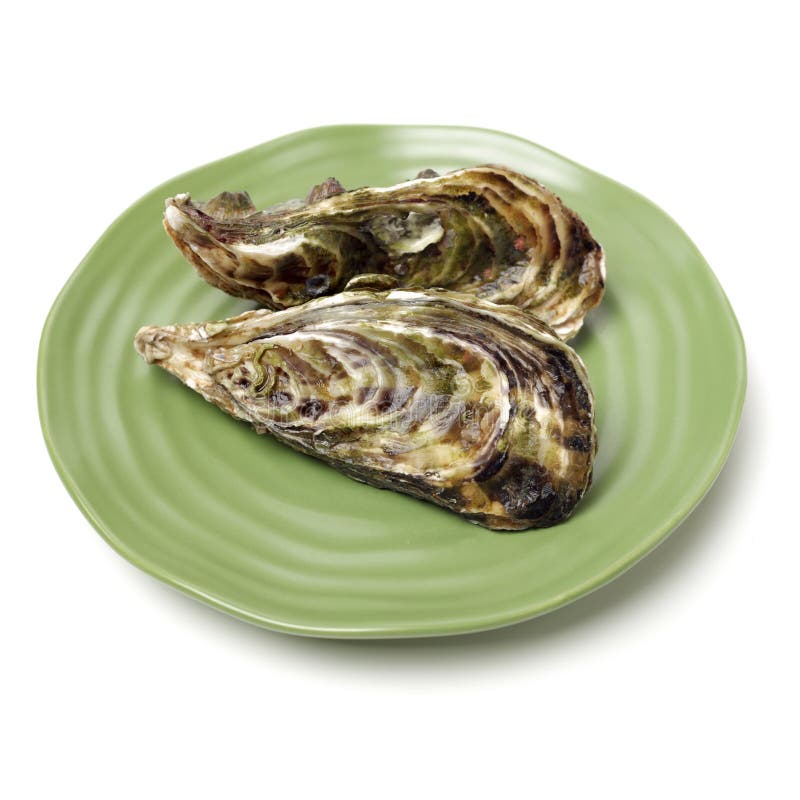 Ostra Do Mar Bivalve, Invertebrado Imagem de Stock - Imagem de fechado ...