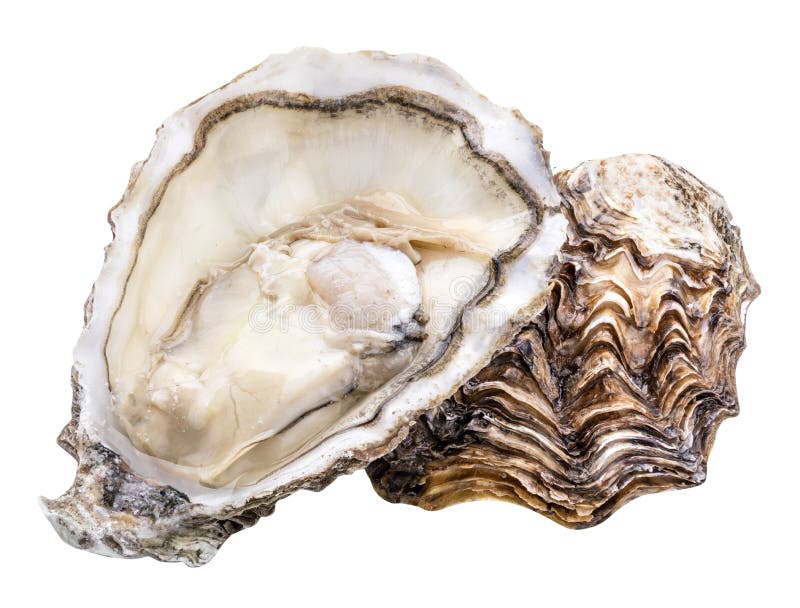 Ostra Fresca Isolada Com Sombra No Fundo Branco Trajeto De Grampeamento ...