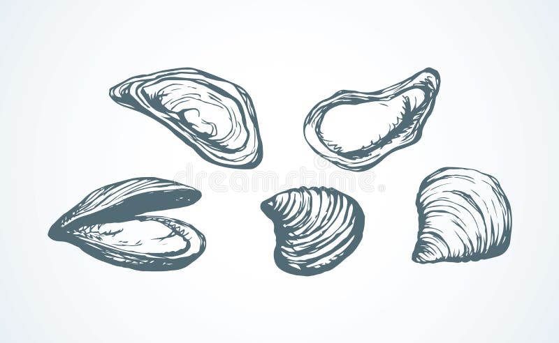 Ostra Gr?fico del vector ilustración del vector. Ilustración de ...