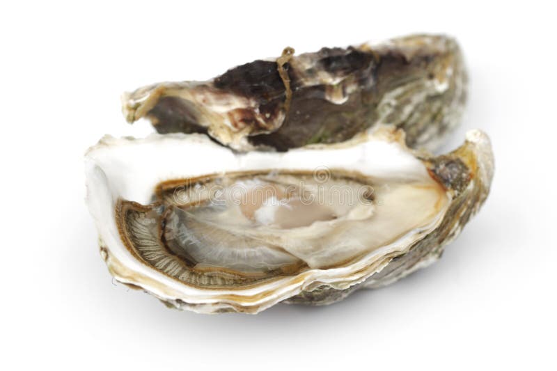 Uma ostra fechado foto de stock. Imagem de brilhante - 29504306
