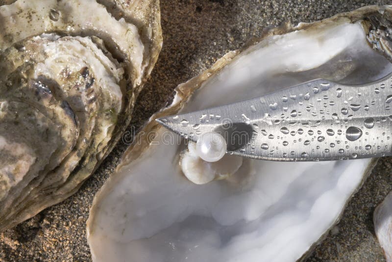 Ostra de perla imagen de archivo. Imagen de ostra, gotas - 16459273