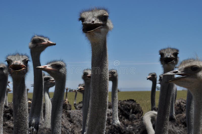 Ostrage herd stock photo. Image of open, grey, feathers - 12536208