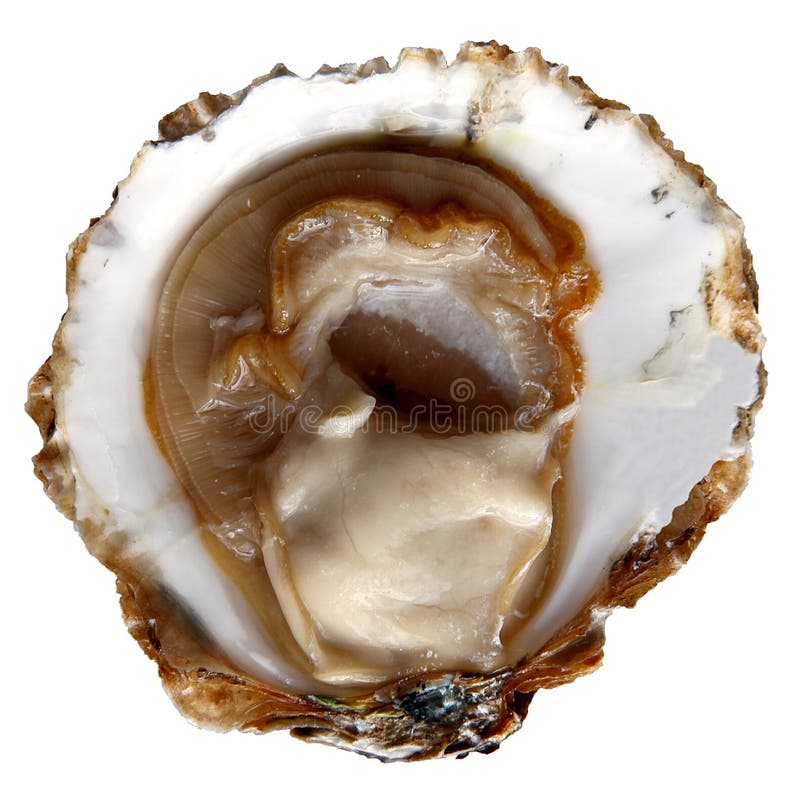 Ostrea edulis stock image. Image of ocean, seafood, shellfish - 21557679