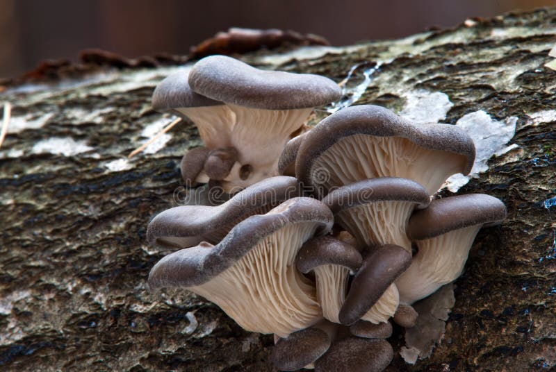 Hongos Comestibles Pleurotus Ostreatus Conocidos Como Hongos Ostiones ...