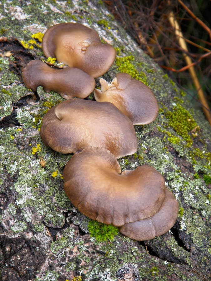 Ostreatus Do Pleurotus Do Cogumelo Imagem de Stock - Imagem de ...
