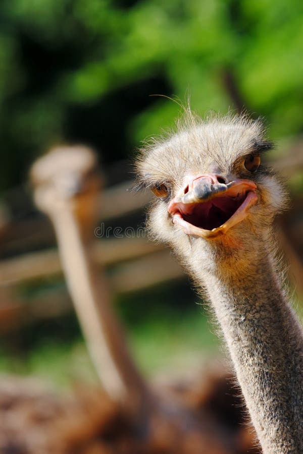Smiling Ostrich stock photo. Image of joyful, ostrich - 2578698