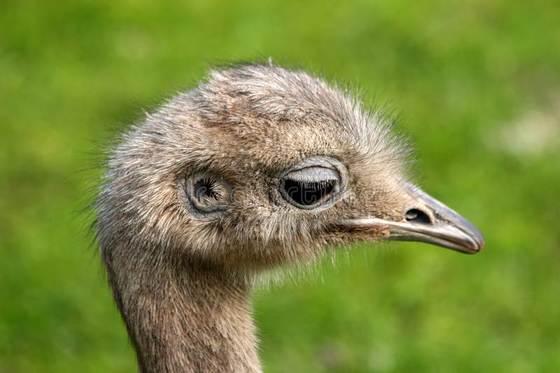 Ostrick Stock Photos - Free & Royalty-Free Stock Photos from Dreamstime