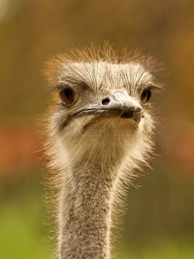 Ostrich stock image. Image of wildlife, close, smiling - 10989125