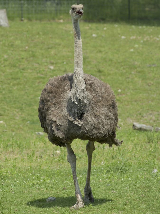 Ostrich stock photo. Image of ostrich, bird, animal, australian - 12987240