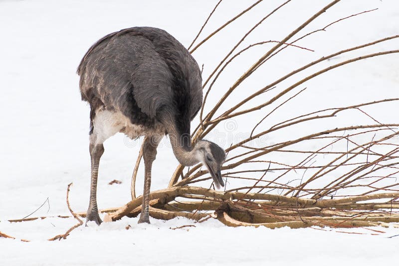 Ostrich and Snow Winter Motifs Stock Photo - Image of sites, hide ...