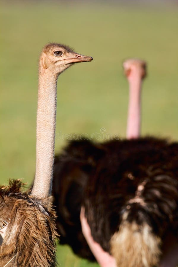 Ostrich stock photo. Image of singing, travel, profile - 47146264
