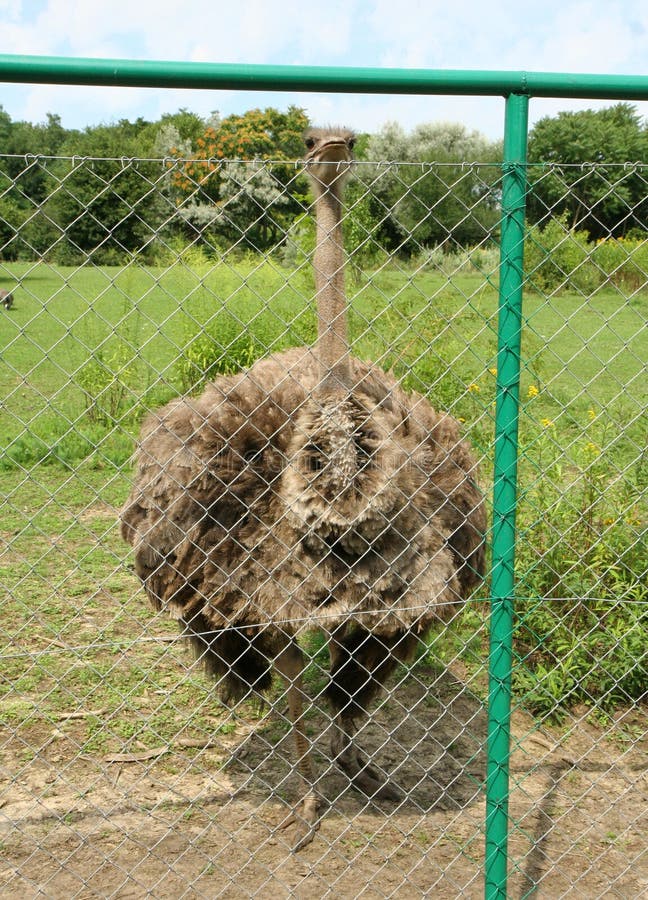 Ostrich stock image. Image of curiosity, fast, stare - 15637071