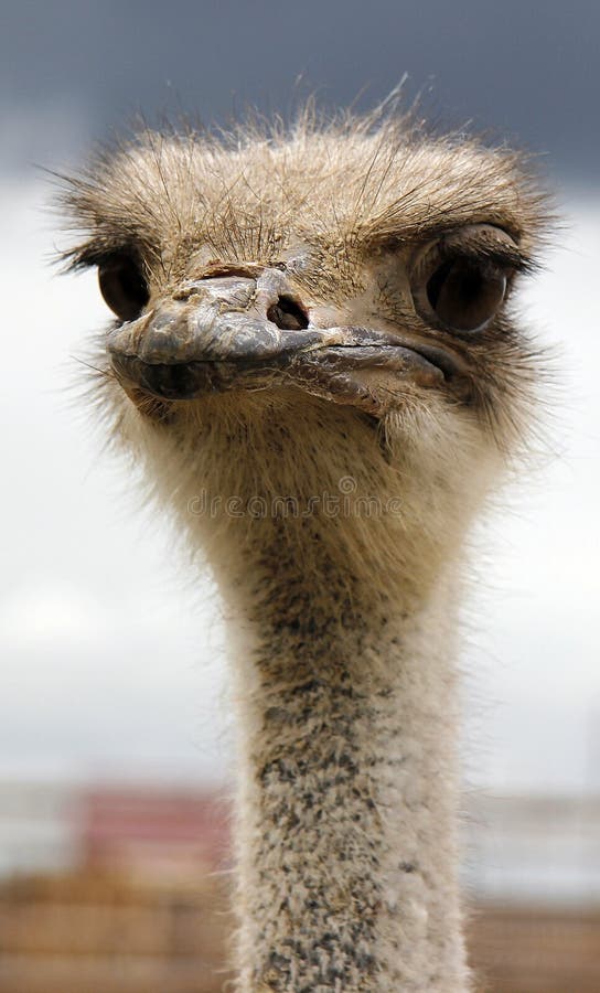 Ostrich stock photo. Image of head, talon, path, neck - 16613422