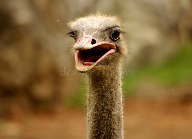 Ostrich stock photo. Image of farm, macro, close, pointy - 1744186