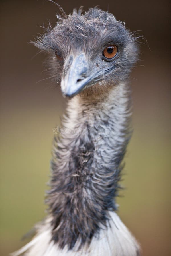 Ostrich stock photo. Image of animal, look, face, color - 17655598