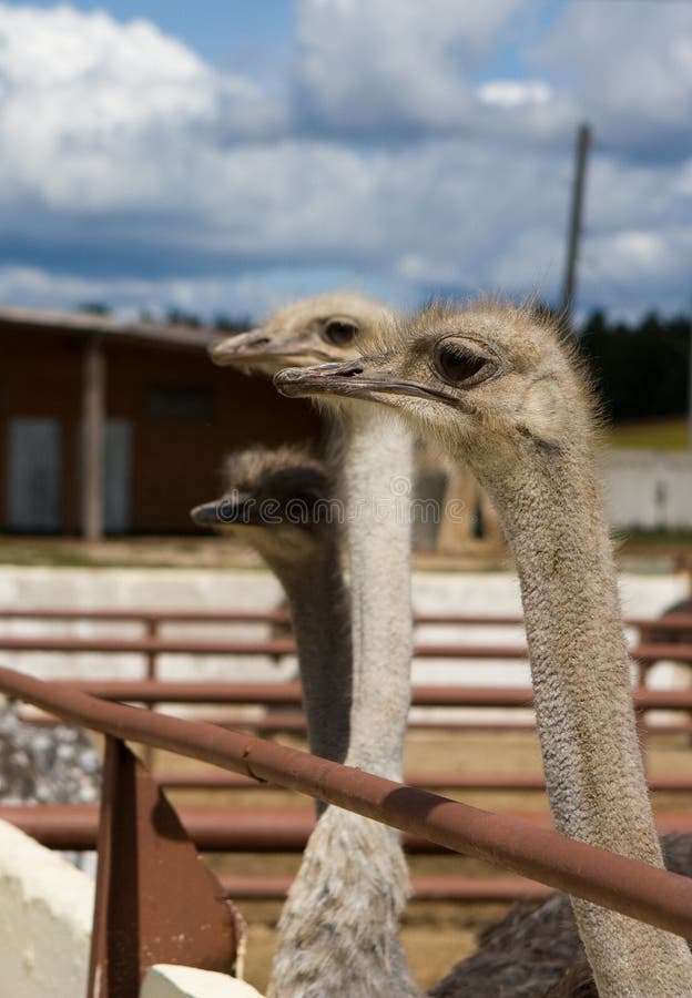 602 Ostrich Cage Stock Photos - Free & Royalty-Free Stock Photos from ...