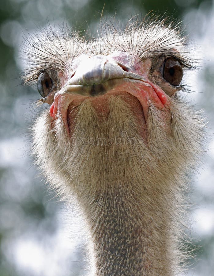 Smiling Ostrich stock photo. Image of joyful, ostrich - 2578698