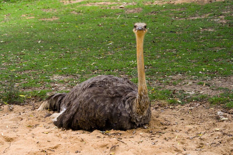 911 Ostrich Sitting Stock Photos - Free & Royalty-Free Stock Photos ...