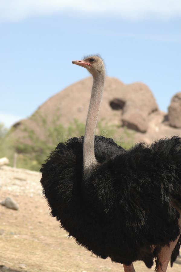 Ostrich stock photo. Image of australia, animal, ostrich - 2250822
