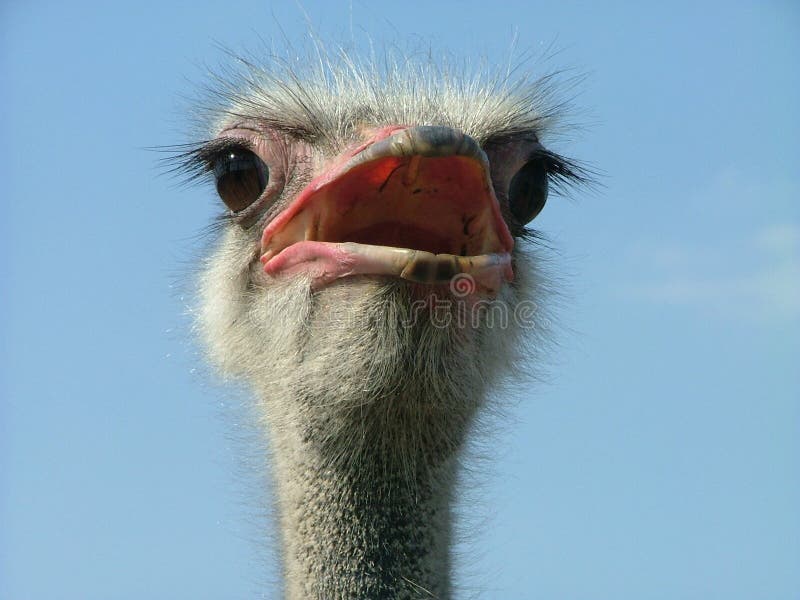 Ostrich 2 stock image. Image of ostrich, nose, throttle - 965263