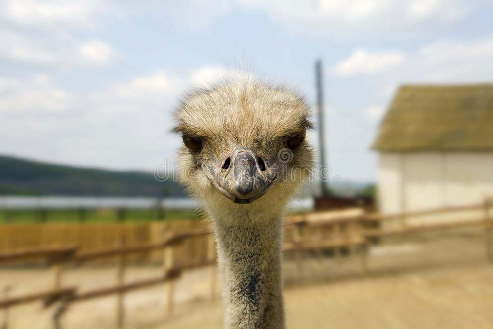 Ostrich stock image. Image of mouth, closeup, beak, fauna - 20566329
