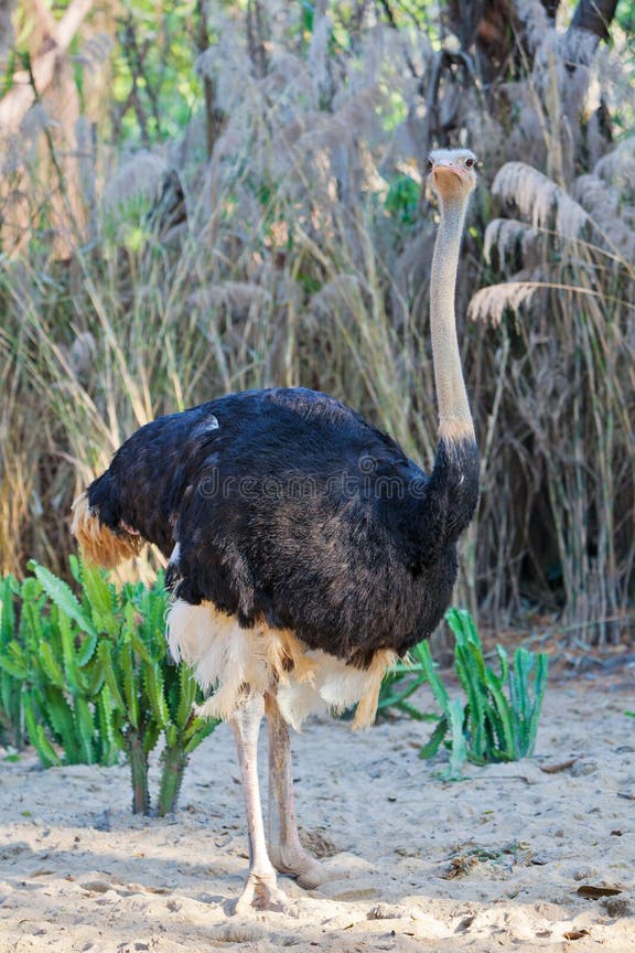 Keratin Sheaths Stock Photos - Free & Royalty-Free Stock Photos from ...