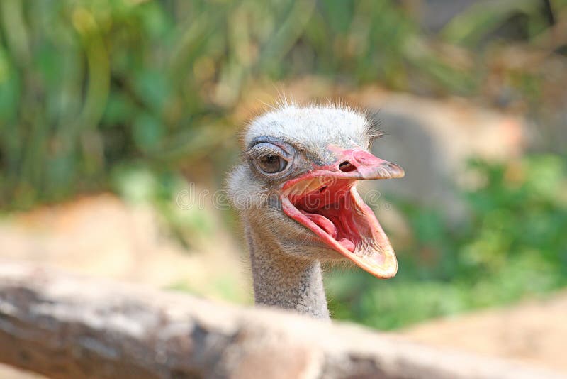 Ostrich stock photo. Image of beak, ostrich, green, face - 23249084