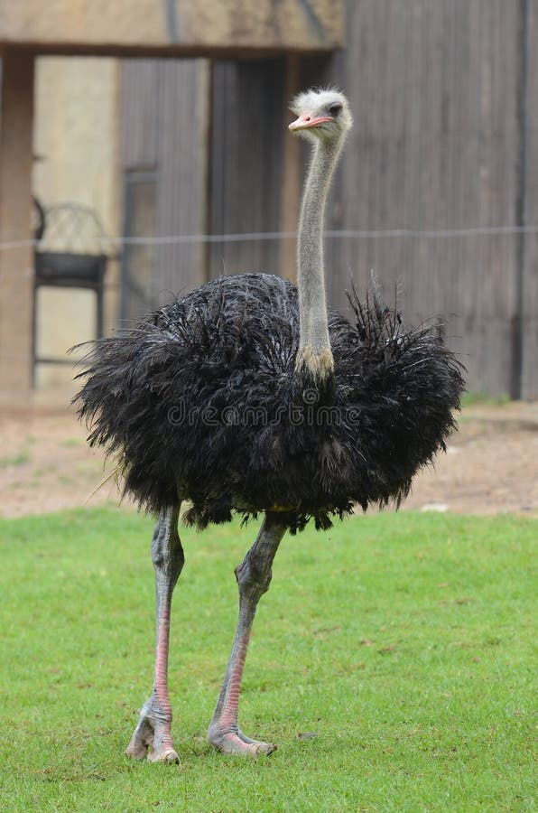 Ostrich stock image. Image of scene, outdoors, large - 24451215
