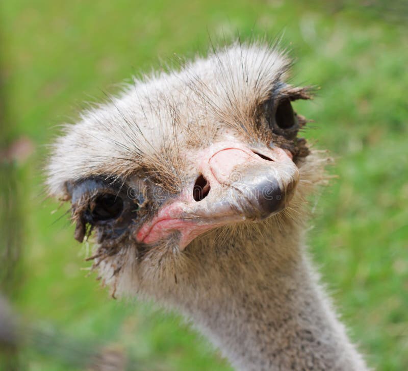Crazy Emu stock photo. Image of scary, giant, crazy, large - 13082348