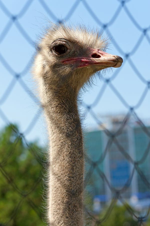 187 Stupid Ostrich Stock Photos - Free & Royalty-Free Stock Photos from ...