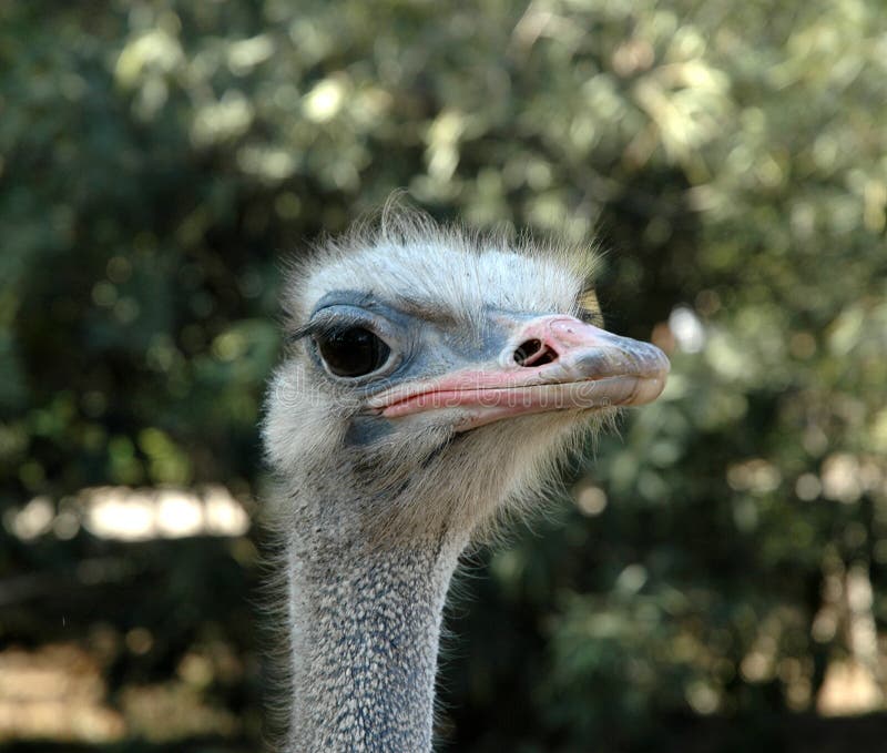 189 Stupid Ostrich Stock Photos - Free & Royalty-Free Stock Photos from ...