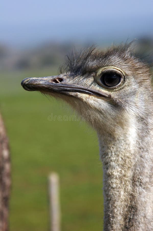 Ostrich stock image. Image of quill, curiosity, bill, safari - 4488819