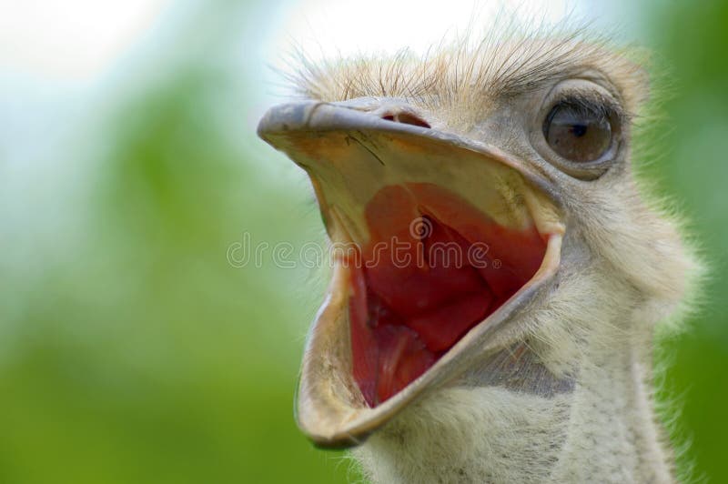 Ostrich stock photo. Image of yelling, animal, calling - 5670958
