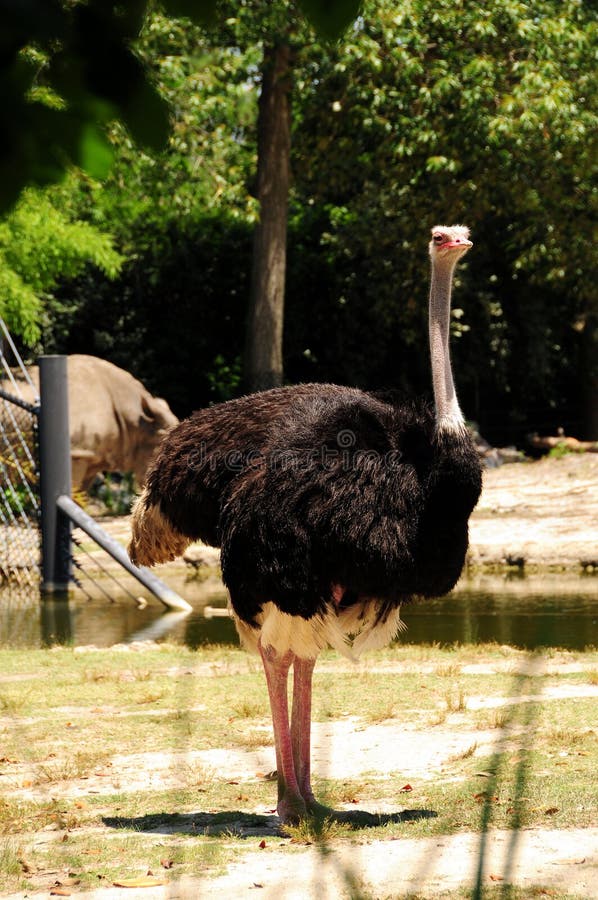 Ostrich stock photo. Image of singing, travel, profile - 47146264