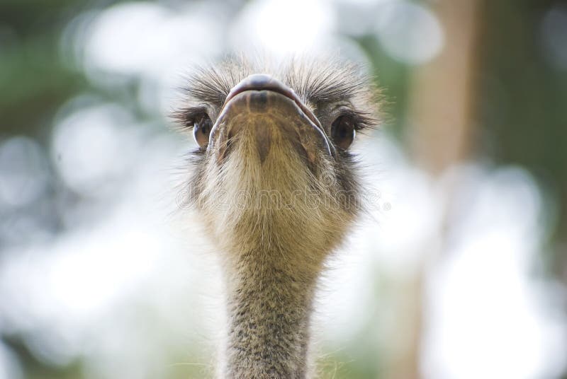 Ostrich stock image. Image of portrait, eyelash, stare - 6468671