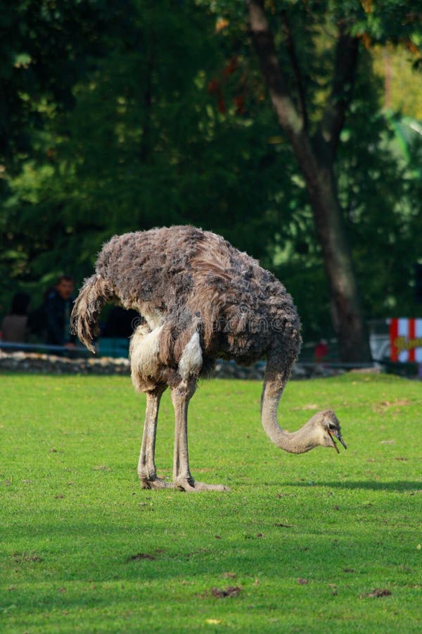 Bird Inclined Head Stock Photos - Free & Royalty-Free Stock Photos from ...