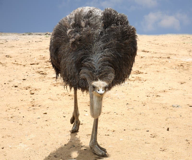 Ostrich stock photo. Image of wild, nature, flying, summer - 9010536