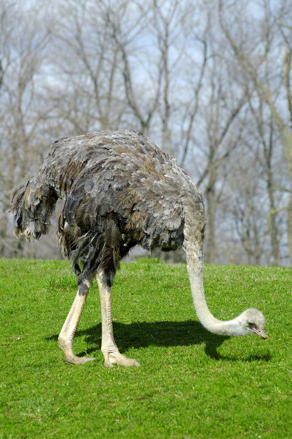 Ostrich stock photo. Image of ostrich, talon, animals, bird - 95850