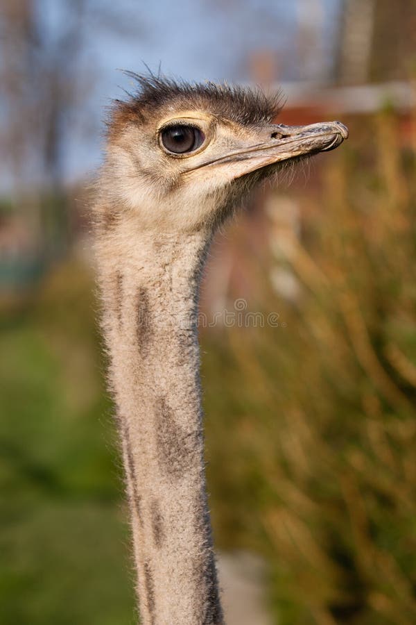 Ostrich stock image. Image of male, animals, environment - 46607943