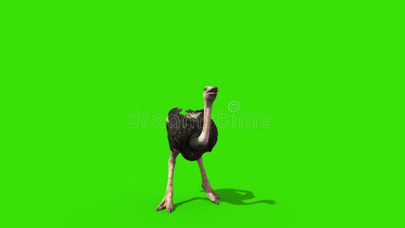 Ostrich Attacks Green Screen Loop Front 3D Rendering Animation Stock ... Ostrich Attacks Green Screen Loop Front 3D Rendering Animation Stock ...