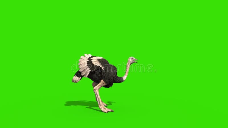 Ostrich Attacks Green Screen Loop Side 3D Rendering Animation Stock ... Ostrich Attacks Green Screen Loop Side 3D Rendering Animation Stock ...