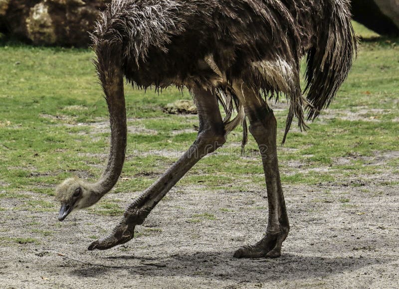 Ostrich stock photo. Image of plume, head, runner, australian - 95347644