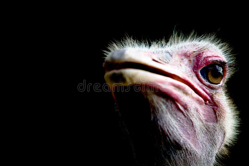 182 Stupid Ostrich Photos - Free & Royalty-Free Stock Photos from ...
