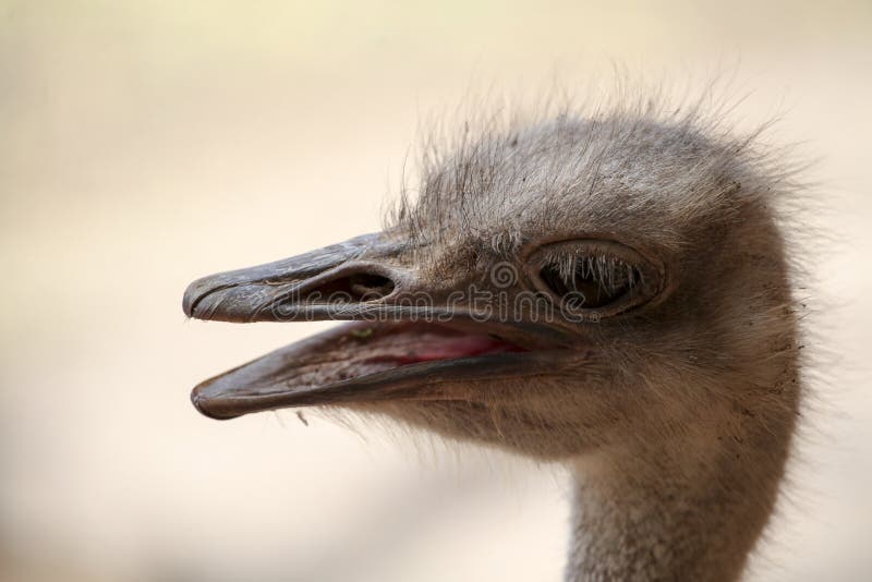 Ostrich, Beak, Fauna, Ratite Picture. Image: 113147958