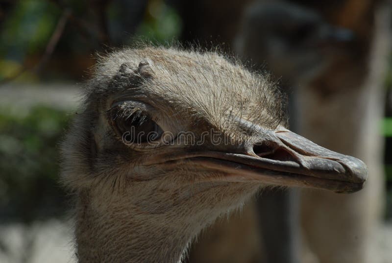 Ostrich, Beak, Fauna, Ratite Picture. Image: 113160592