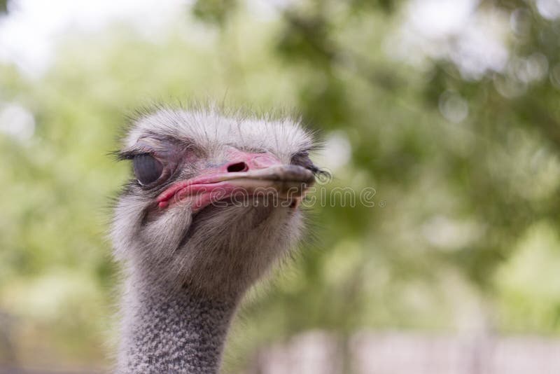 Ostrich, Ratite, Beak, Bird Picture. Image: 134700827