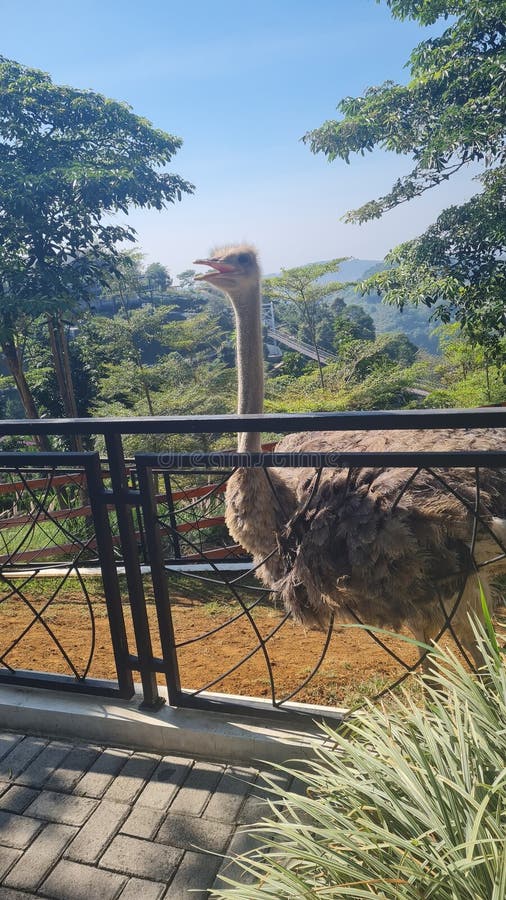 An Ostrich Behind a Fence of a Zoo with a Blue Sky Background Stock ...
